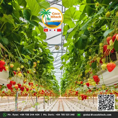 Buy Coco Peat Slabs Of Choice For Growing Strawberries High Quality ...