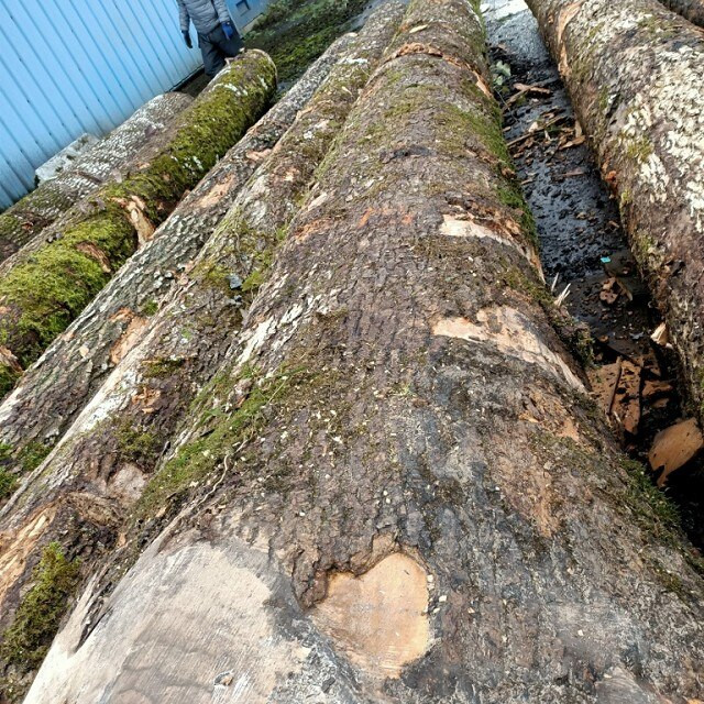 Buy European Ash Wood Log Usa Oak Logs from CHYR PERNG CO., LTD., China ...
