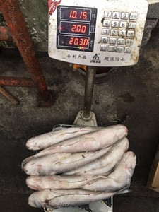 Buy Frozen Grey Mullet Without Roe At Low Price from Xiamen Carharbor ...