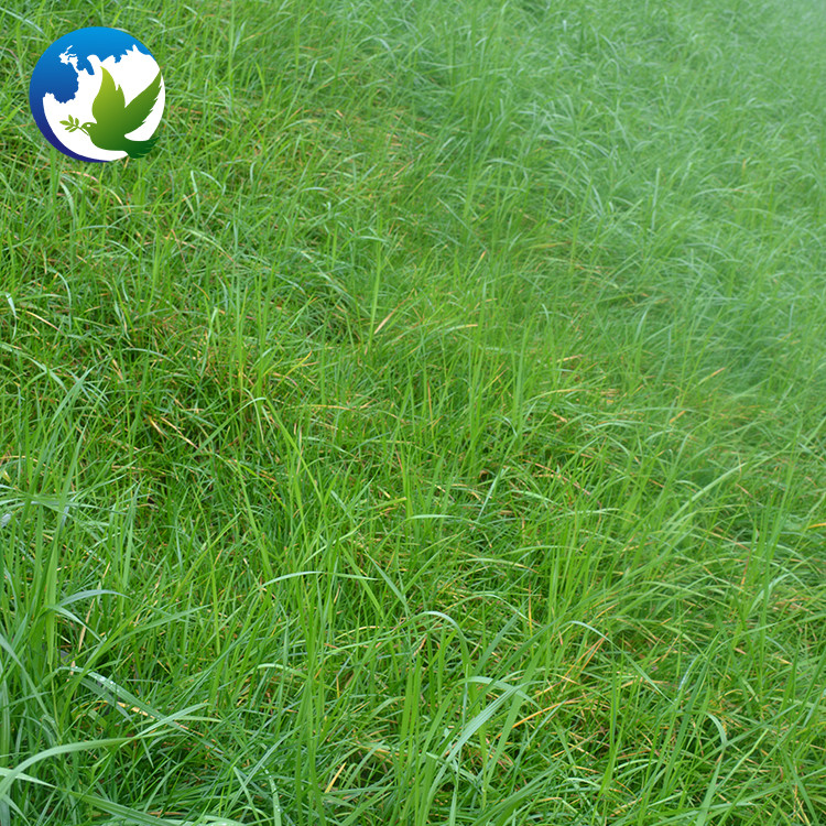 Buy High Quality Tall Fescue Elata Festuca Arundinacea Schreb Seeds ...
