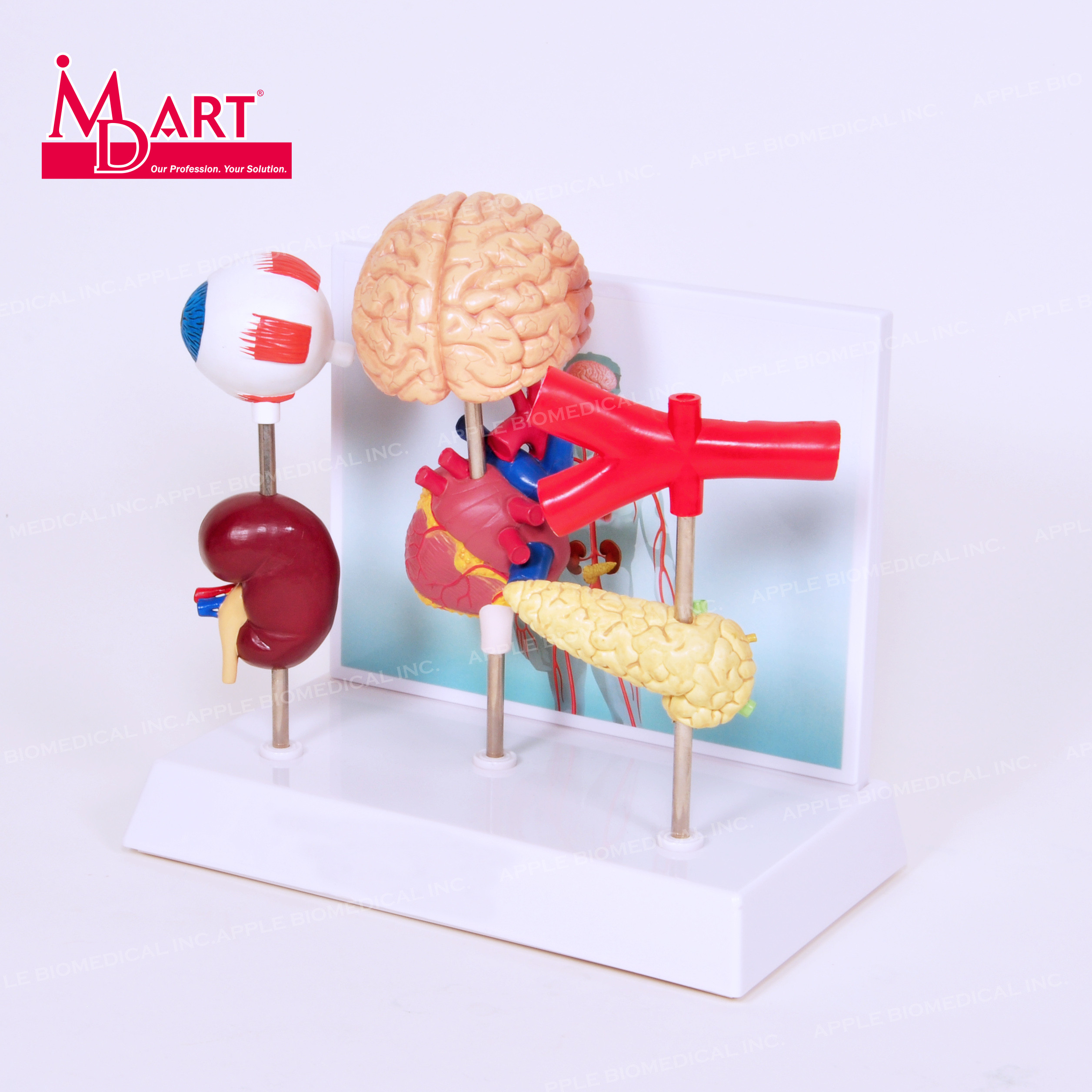 Buy Human Multi Organs Model For Diabetic Medical Study And Training ...