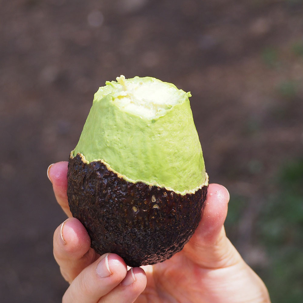 Buy Sri Lanka Best Fresh Organic Avocado from GREENFIELD BIO ...