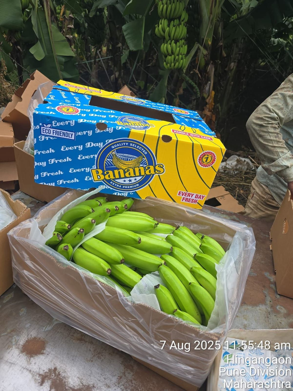 Buy G9 Cavendish Bananas from Vaishnavi Food Works, India | Tradewheel.com