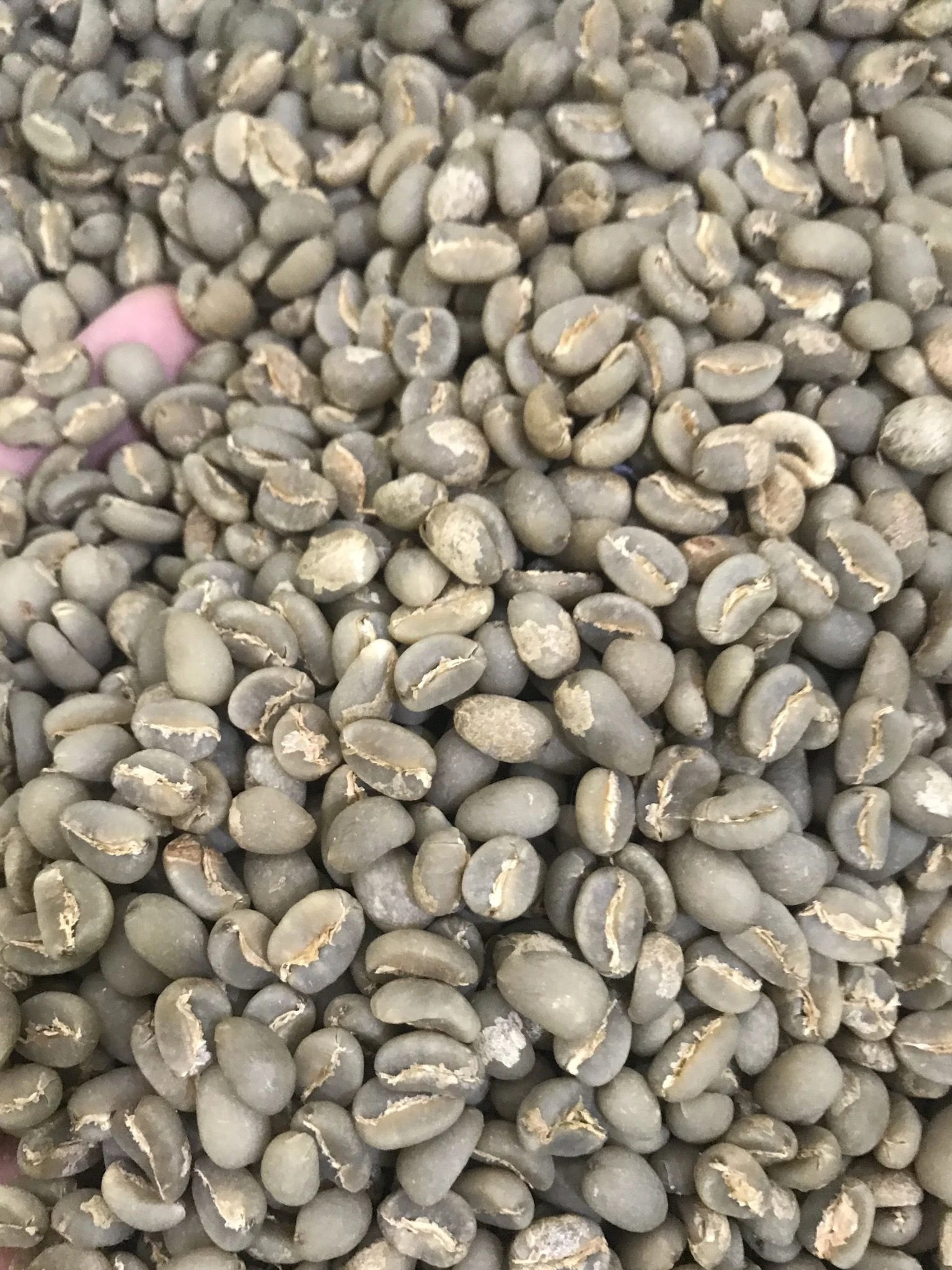 Buy Arabica Sumatra Lintong Coffee from PT. Sang Bintang Surya ...