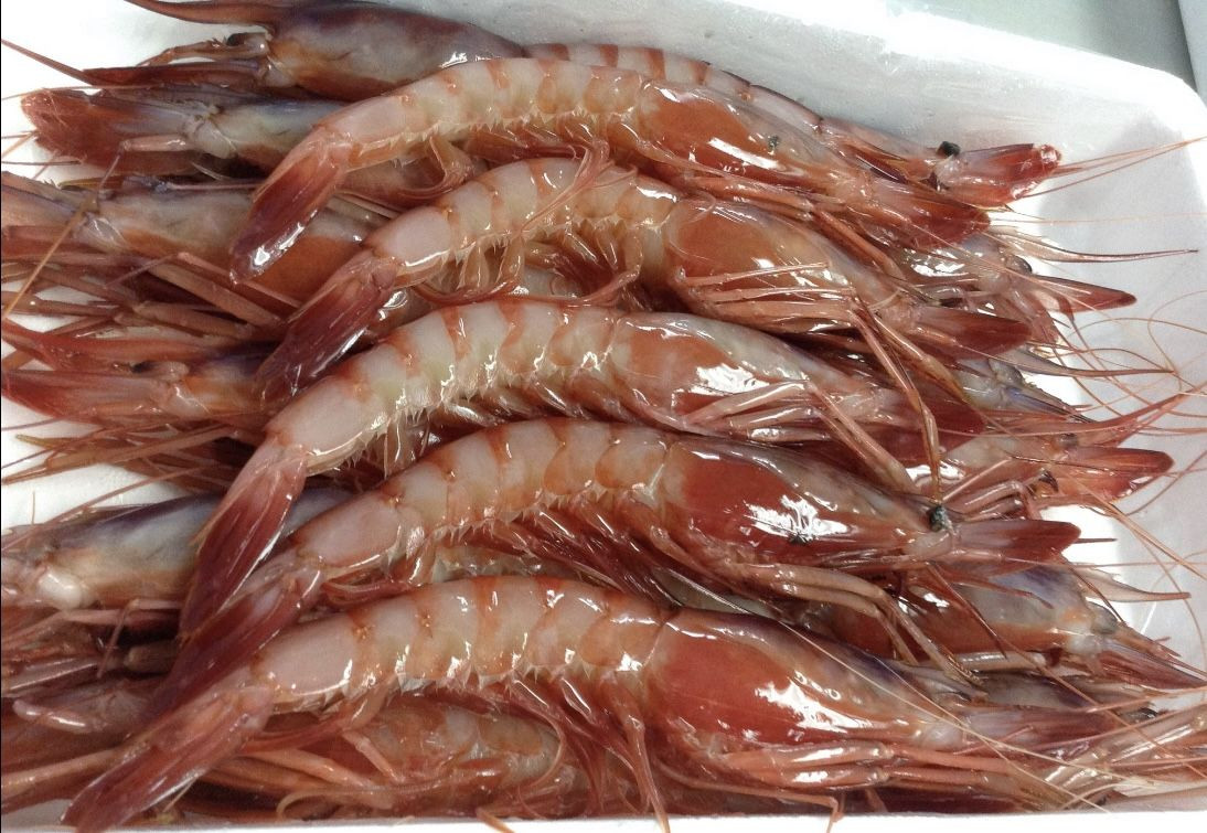 Buy Atlantic Red Shrimp from Marisco En Casa, Spain | Tradewheel.com