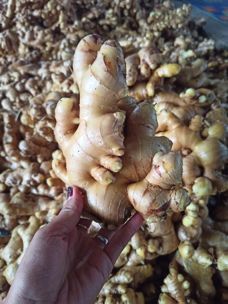 Buy Fresh Ginger From Indonesia from PT. Toba Barika Borneo, Indonesia ...