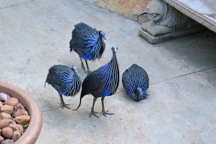 Buy Vulturine , Crested And Cinnamon Guinea Fowl + Eggs from victory ...