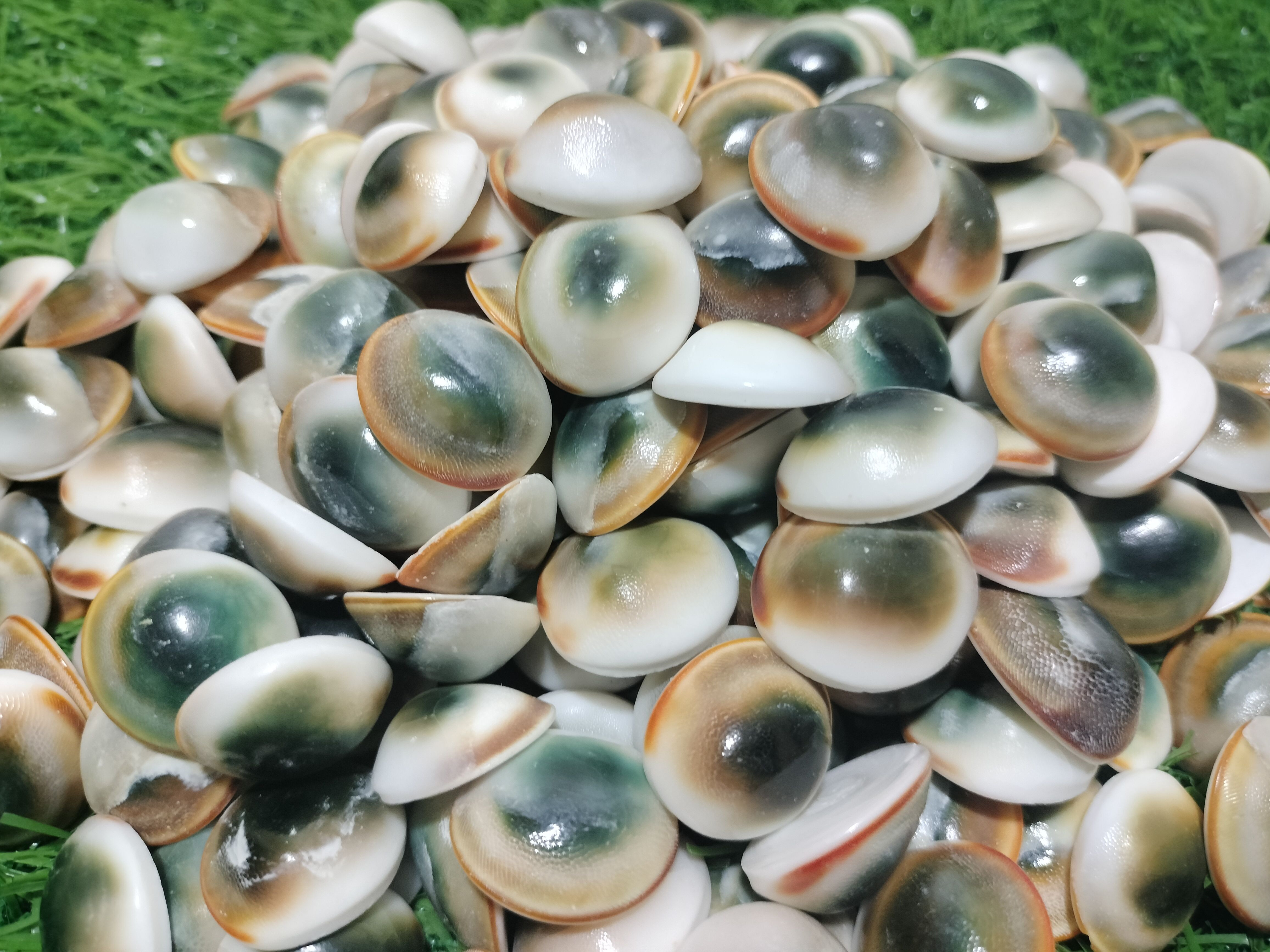 Buy Gomathi Chakra Sea Shell (green) from St. John's Exim, India ...