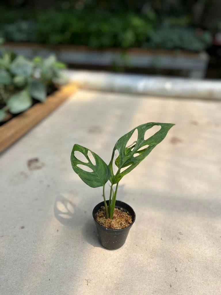 Buy Monstera Acuminata Variegated from Chipo Nursery, Indonesia ...