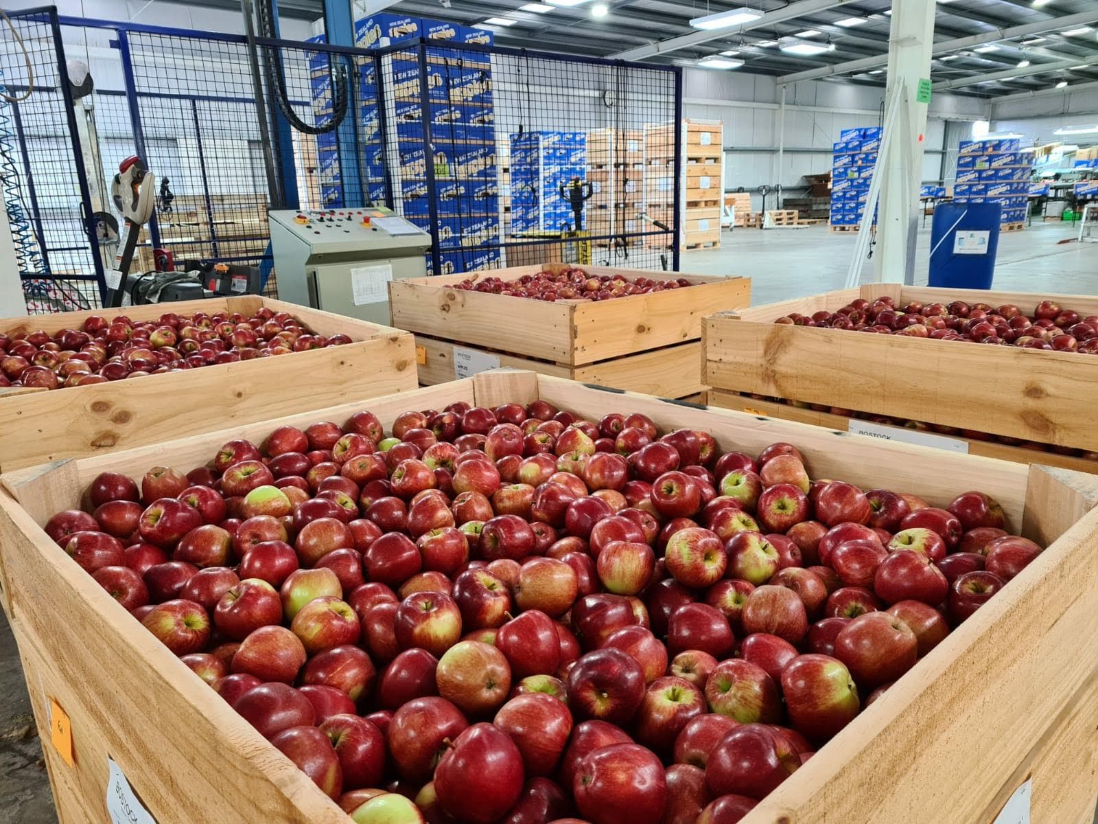 Buy Braeburn from McLean Orchard's, New Zealand | Tradewheel.com