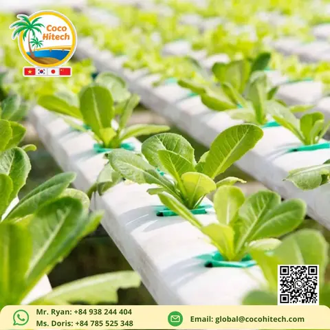 Buy Coco Peat Low Ec And Washed Popular Choice Growing In Hydroponics ...