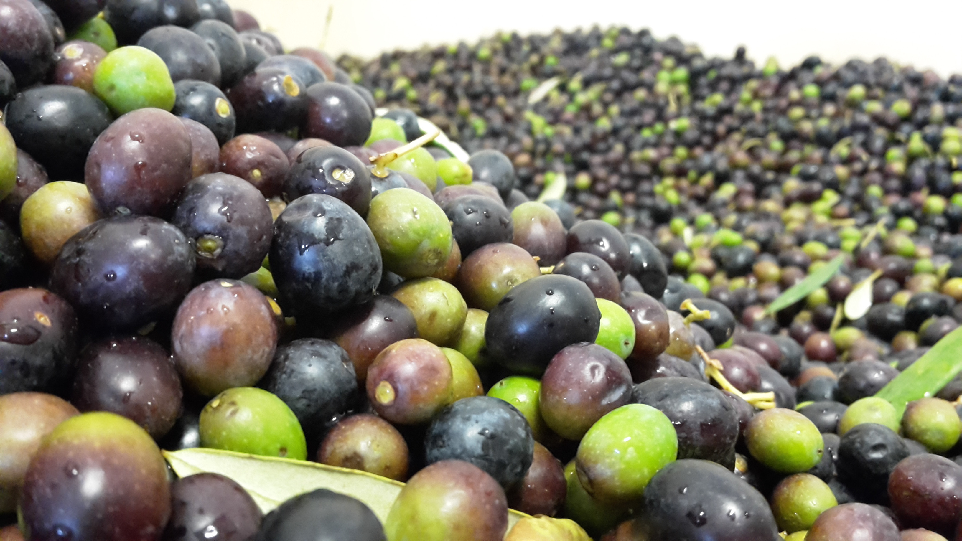 Buy High Quality Italy Extral Virgin Olive Oil Pres Compressed Olive ...