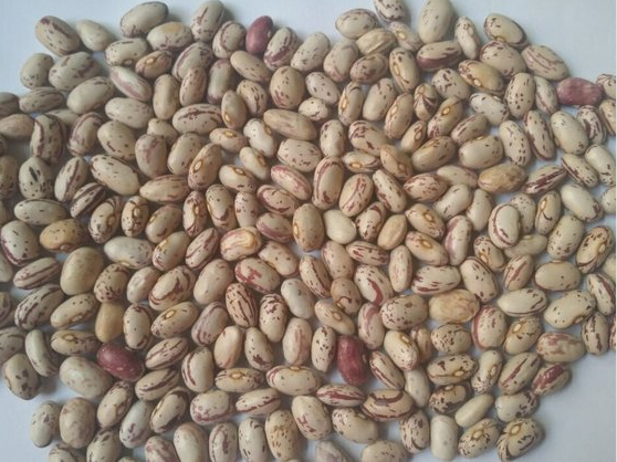 Buy Light Speckled Kidney Beans For Sale from Oil Refinery, Cameroon ...