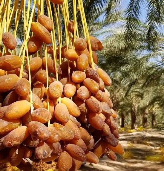 Buy Dihiya Brand:premium Algerian Deglet Nour Dates-high Quality from ...