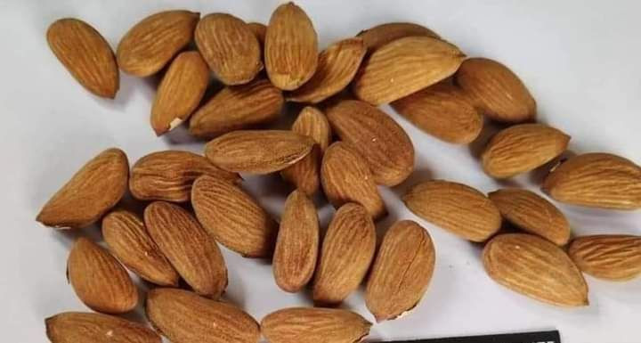 Buy Almond Nuts from ZOTA ATANGANA COL, Cameroon | Tradewheel.com