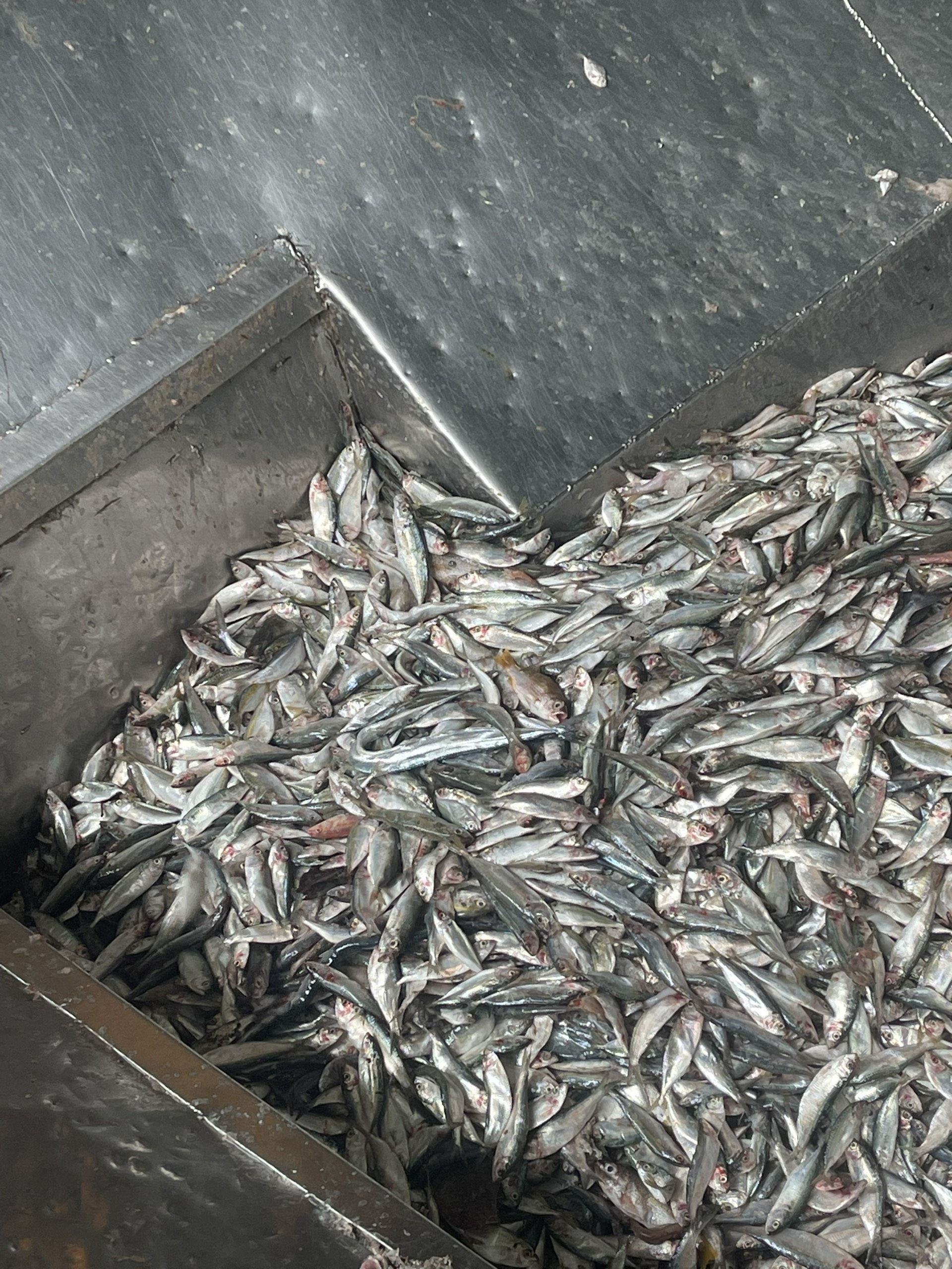 Buy Tuna Fish Meal – Origin : Vietnam- Made From 100% Tuna Fish from ...