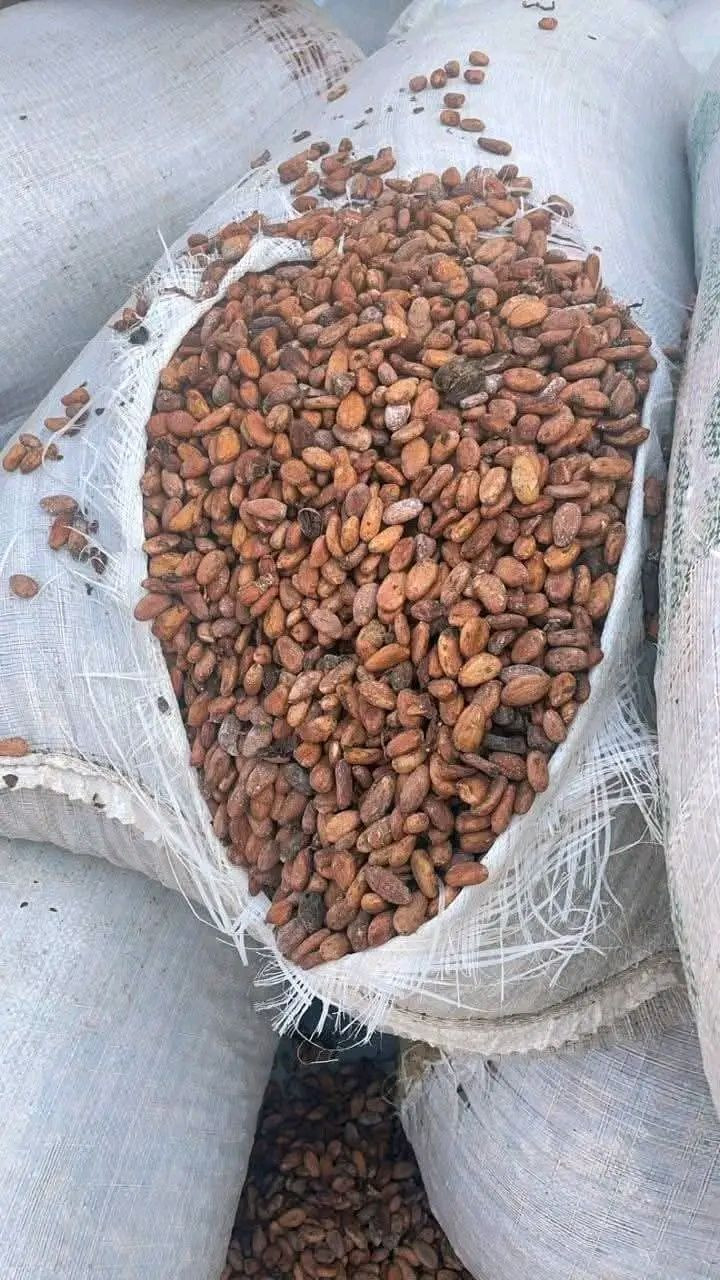 Buy Available Now Cocoa Beans 100 Tons from THE SOURCE OF BLESSING LTD ...