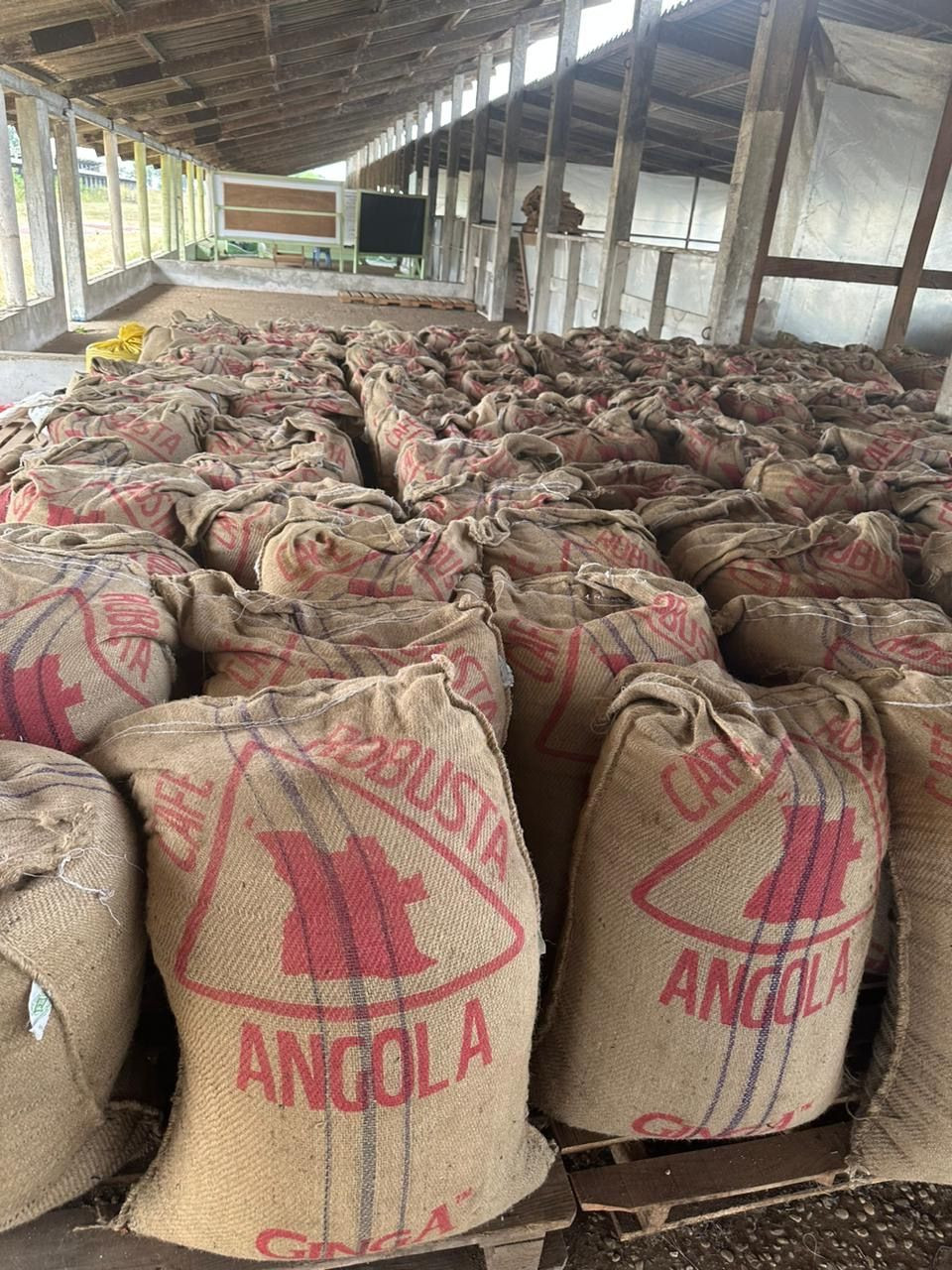 Buy Angola Robusta Coffee from Pearson Cassanga Coffee & Cocoa Co, USA ...