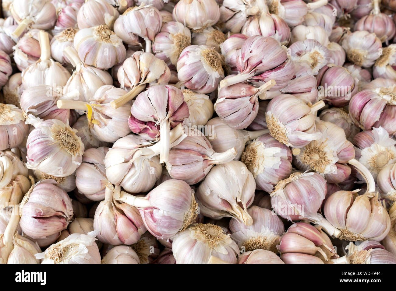 Buy Garlic from Albayan International Company Limited, Nigeria ...