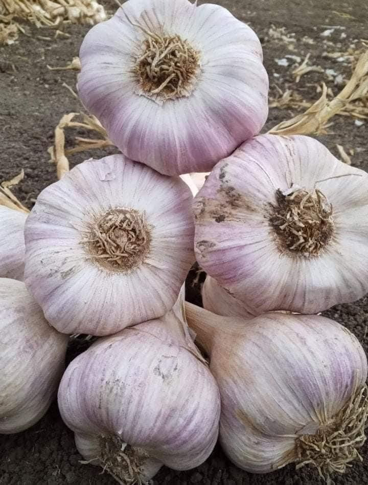 Buy Garlic from Gadco Egypt, Egypt | Tradewheel.com