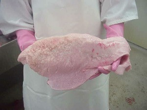 Buy Camel Hump Fat & Camel Tallow from SAMEX AUSTRALIAN MEAT CO. PTY ...
