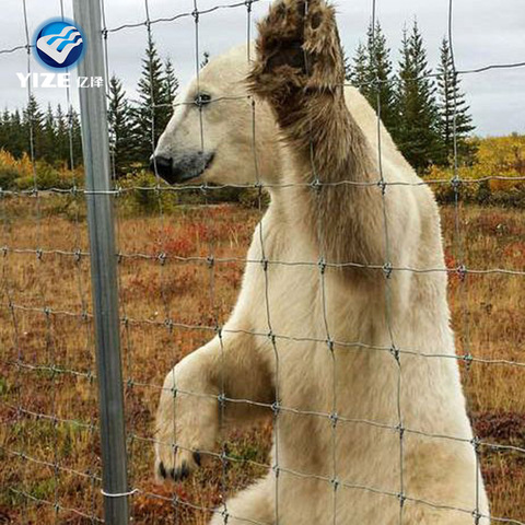 Buy Galvanized Chicken Wire Mesh Fence/cattle Fence Wire Export To ...