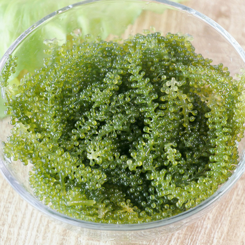 Buy Lato Sea Grapes Caulerpa Lentillifera from VIET D.E.L.T.A ...