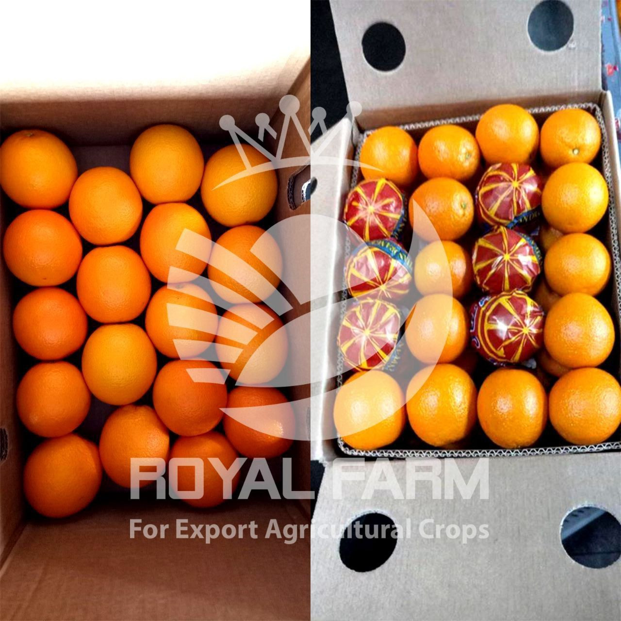 Buy #valencia_orange?? from Royal Farm For Export Agricultural Crops ...