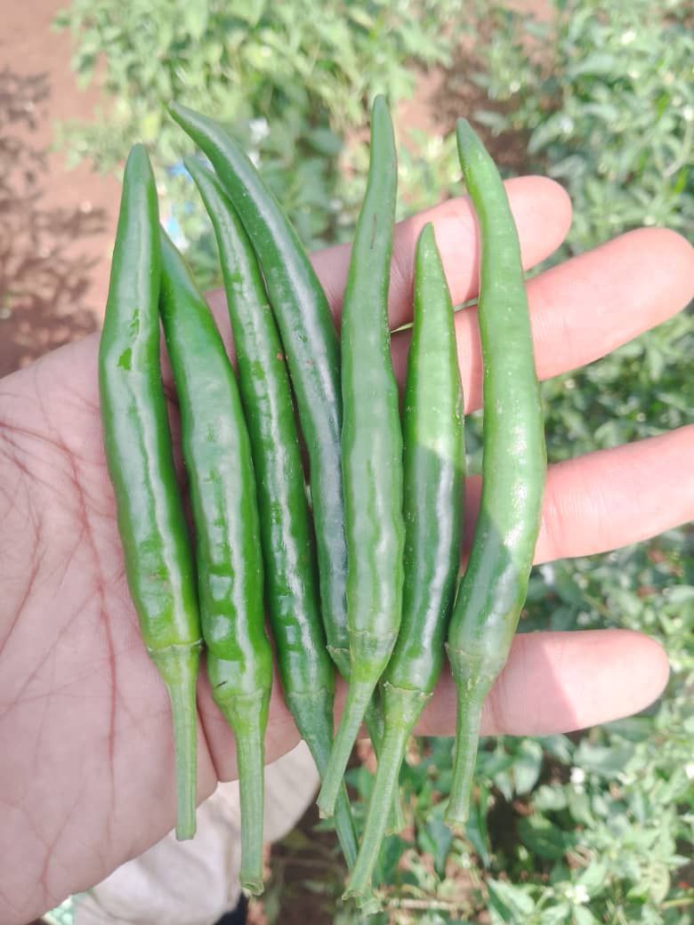 Buy Fresh Bird's Eye Chili Pepper- Export Quality-high Pungency- Naeb ...