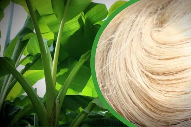 Buy Banana Plant Fiber from Alubari Agro-produce Ltd, Bangladesh ...
