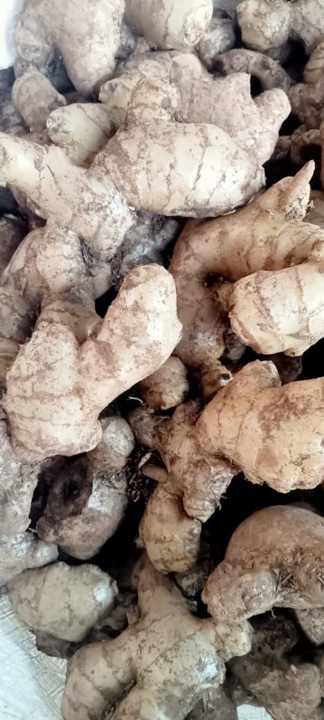Buy Elephant Ginger from Licows Store, Indonesia | Tradewheel.com