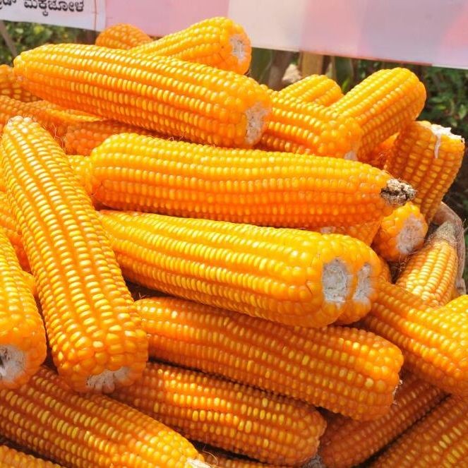 Buy Non Gmo Yellow Maize For Sale from Unique Import And Export ...