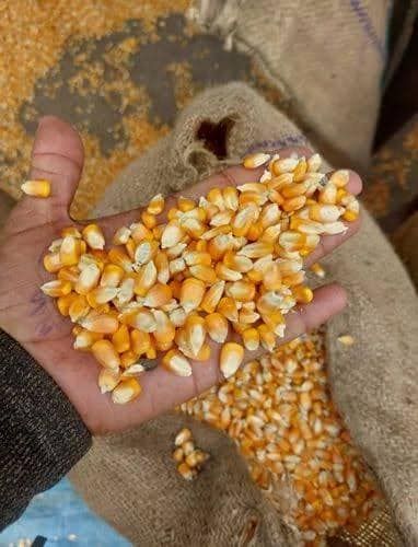 Buy Grade 2 Yellow Corn Maize For Human And Animal Feed Grade from ...