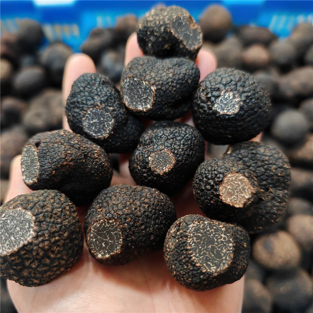 Buy Black Truffle Fresh Truffles Truffle Mushroom From China from ...