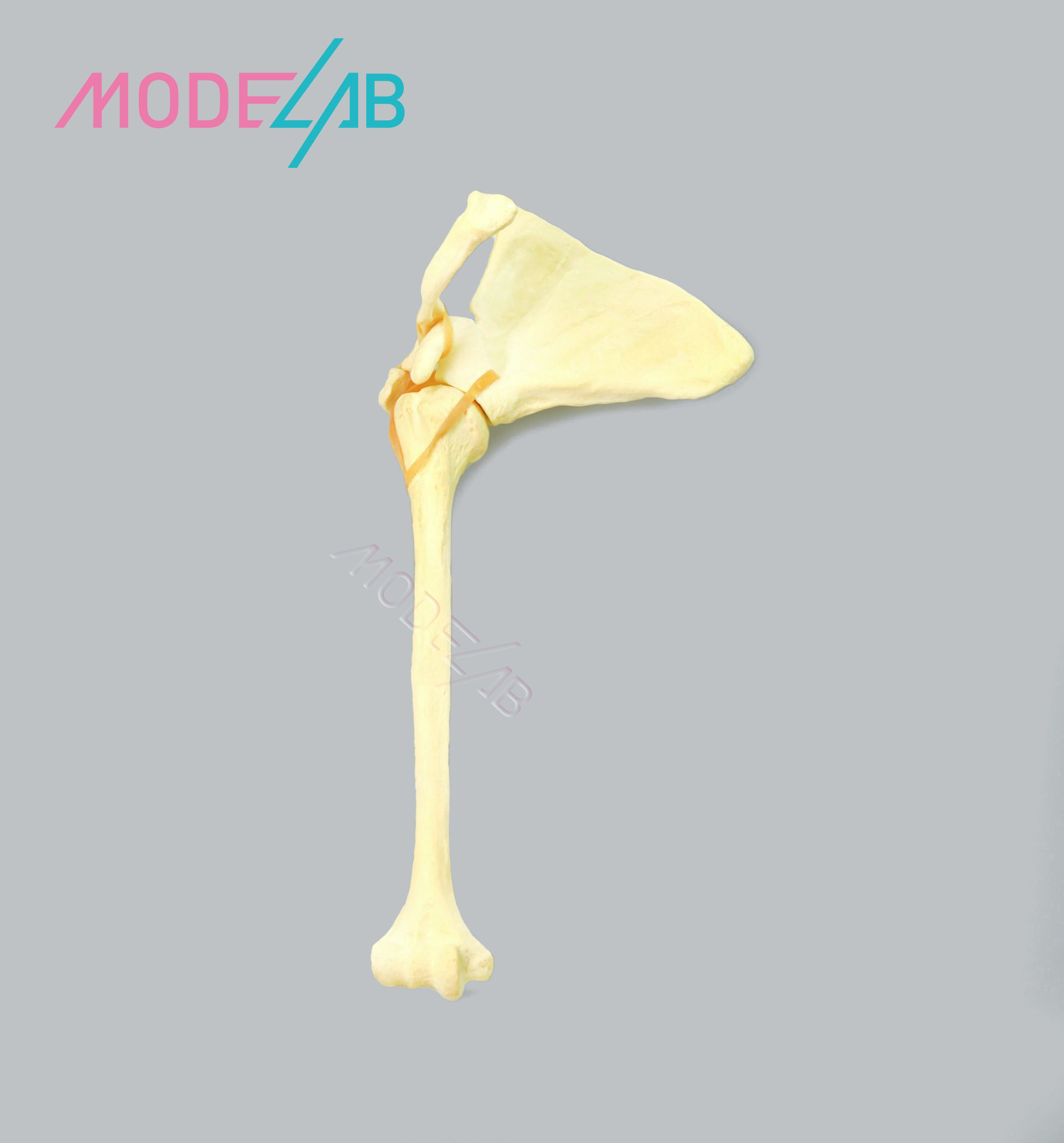 Buy Shoulder Training Model from Modelab Biotechnology Co.,Ltd, China ...