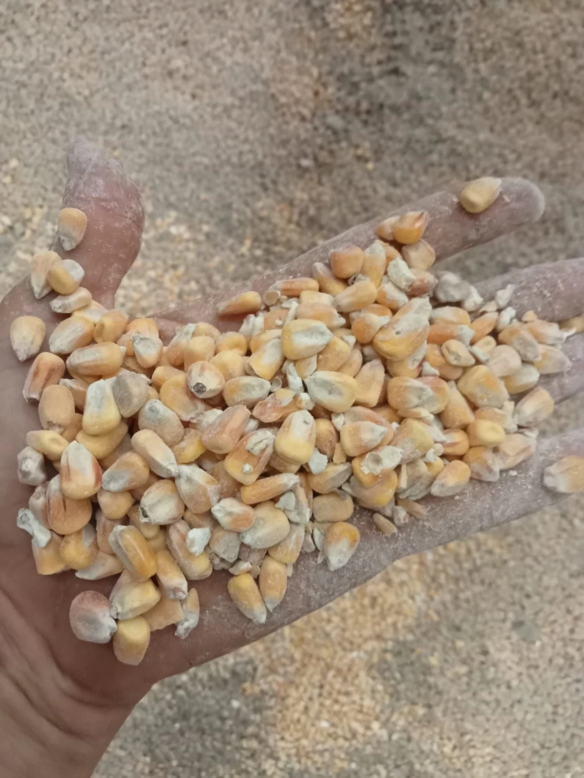 Buy Feed Grade Corn from Tandate Ltd, Republic of Türkiye | Tradewheel.com