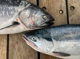 Buy Salmon Fish from Rosborg Krydderurter A/S, Denmark | Tradewheel.com