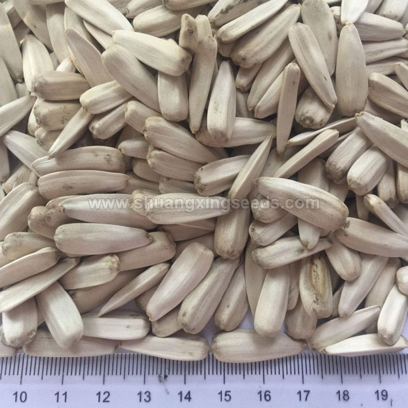 Buy White Sunflower Seeds For Edible﻿ from Hebei Shuangxing Seeds Co ...