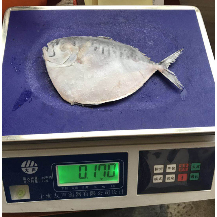 Buy Frozen Moon Fish Market Price Frozen Seafood from Xiamen Hai Zhi ...