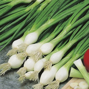 Buy Grade A Fresh Scallions/fresh Green Onion/ Green Onion , Welsh ...