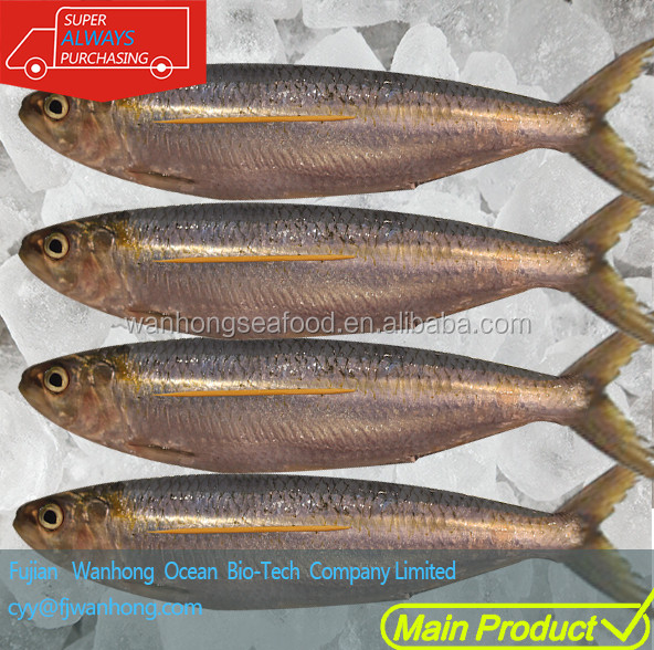 Buy New Arrival Frozen Sardines Fish Sardinella Aurita Sardine Fish ...