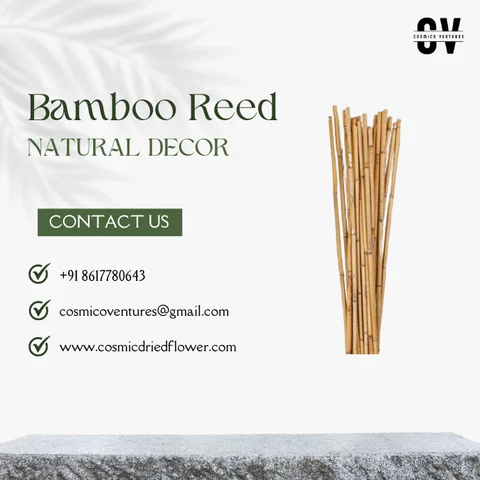 Buy Popular High Quality Bamboo Reed Dried Flower Decor Event Decor ...