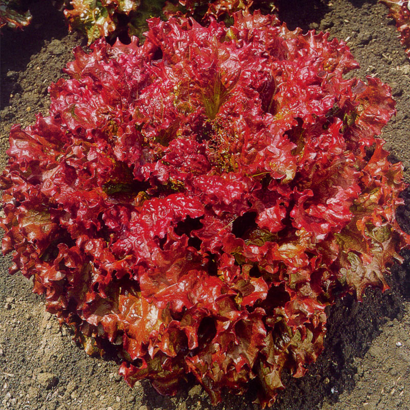 Buy Red Vegetable Seeds Purple Lettuce Seed For Planter from Cangzhou ...