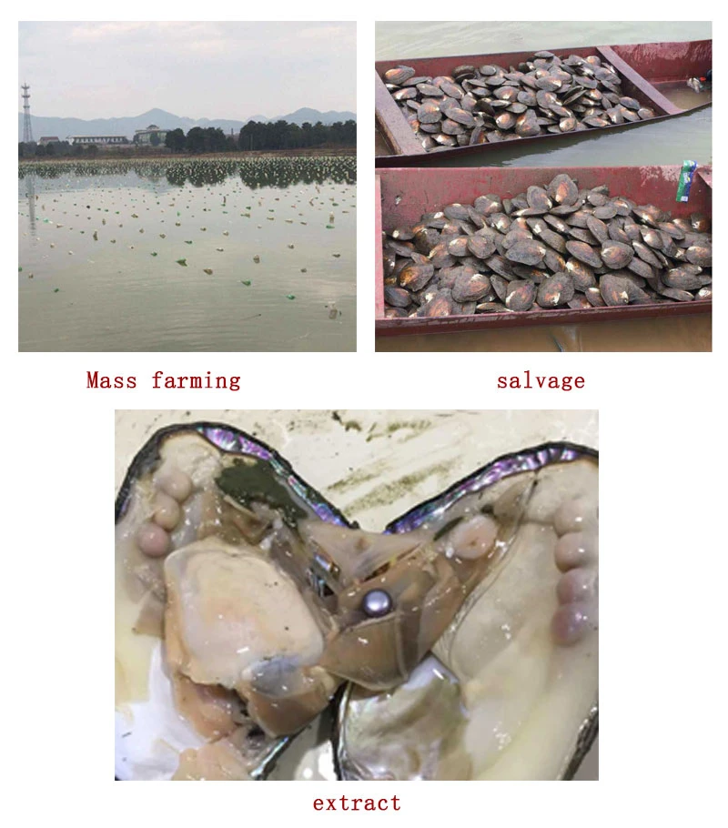 Buy Shell Stainless Steel 18k Gold Plated Loose Yoni Real Fresh Water ...