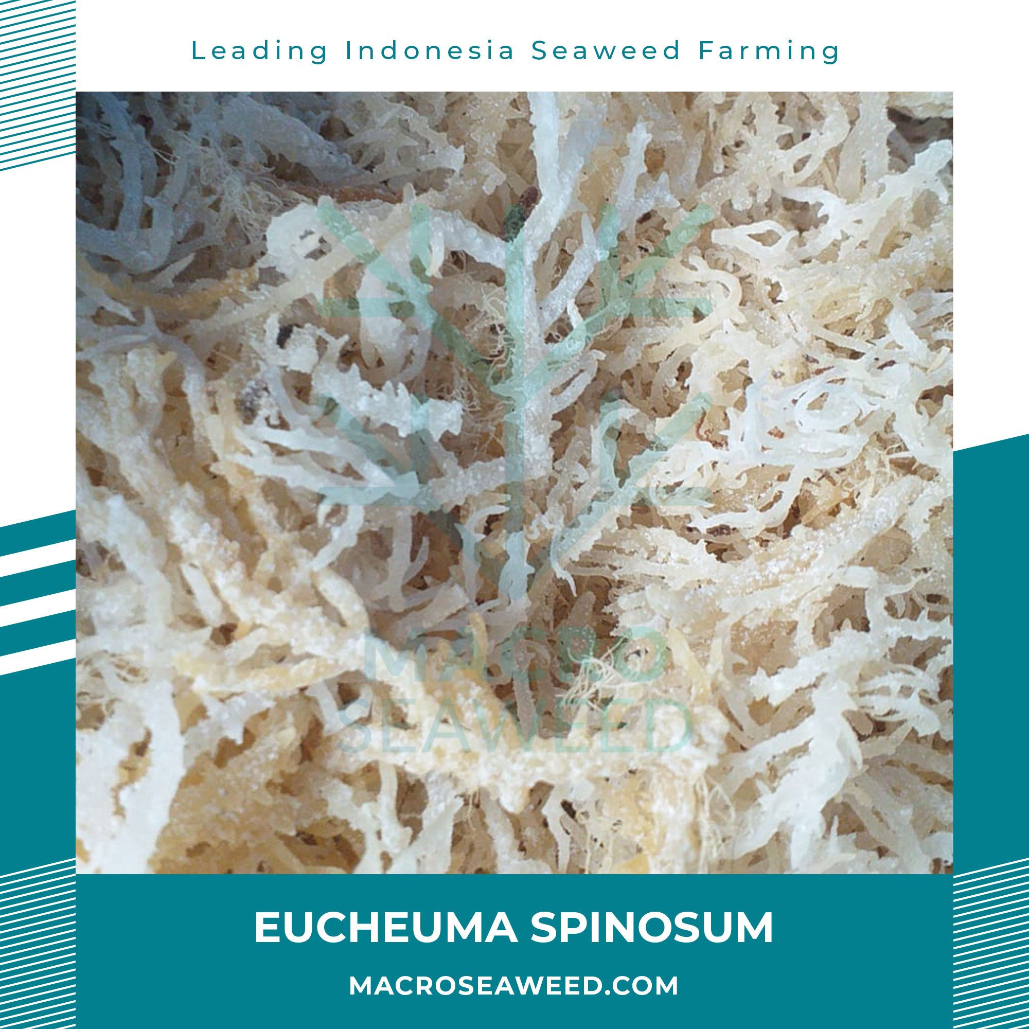 Buy Eucheuma Spinosum Denticulatum from Macro Seaweed, Indonesia ...