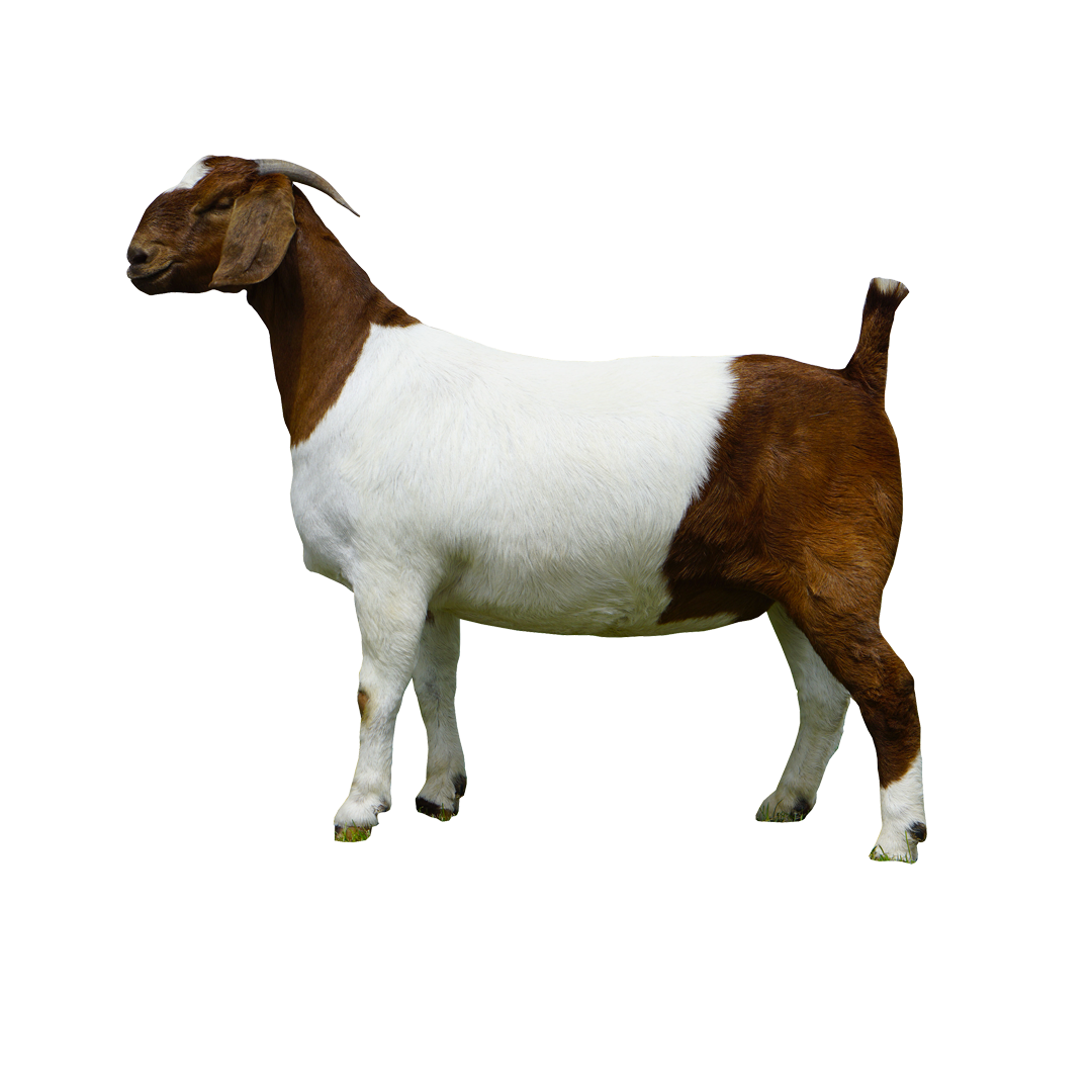 Buy Live Stock Boer Goat Available from Gear Trym Co Ltd, Japan | Tradewheel.com
