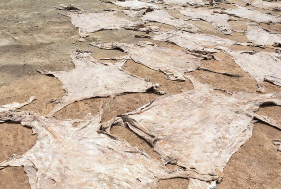 Buy Donkey Skin from Saken Export, Peru | Tradewheel.com