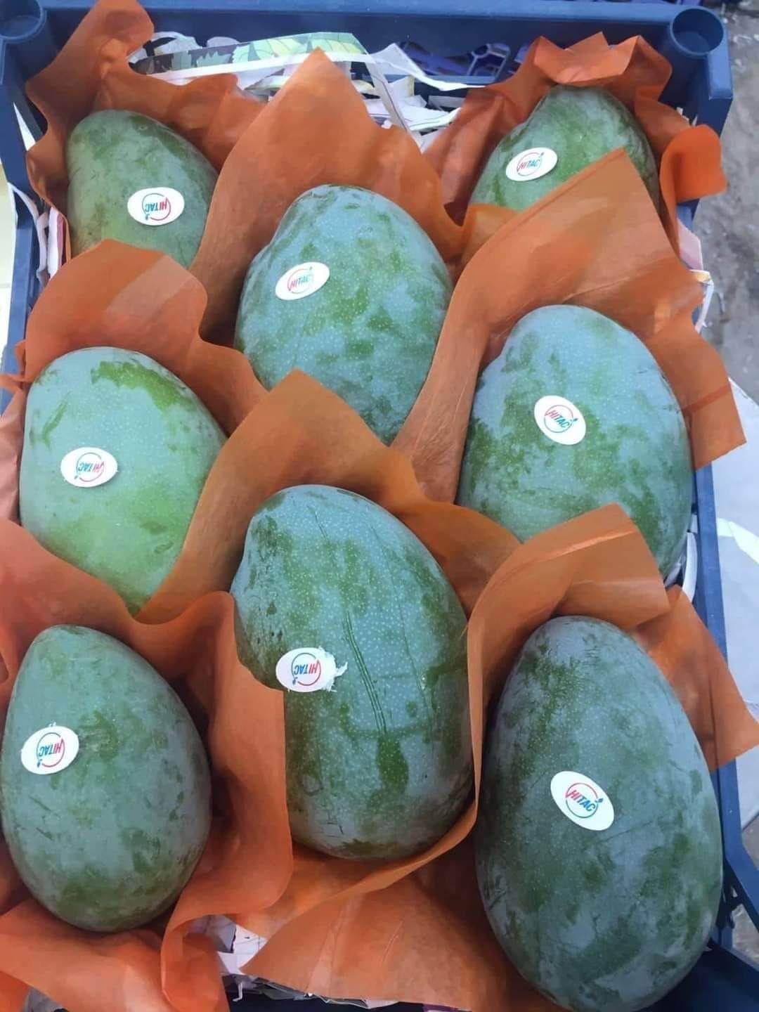 Buy Mango from Egypt Seasons, Egypt | Tradewheel.com