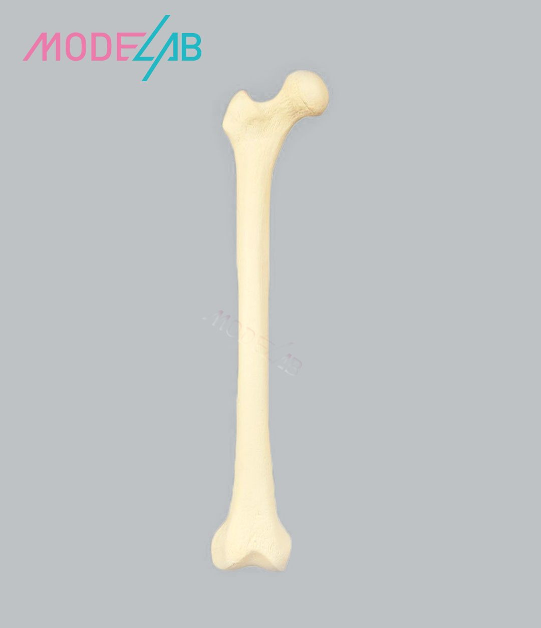 Buy Tibial Practice Bone Model from Modelab Biotechnology Co.,Ltd ...