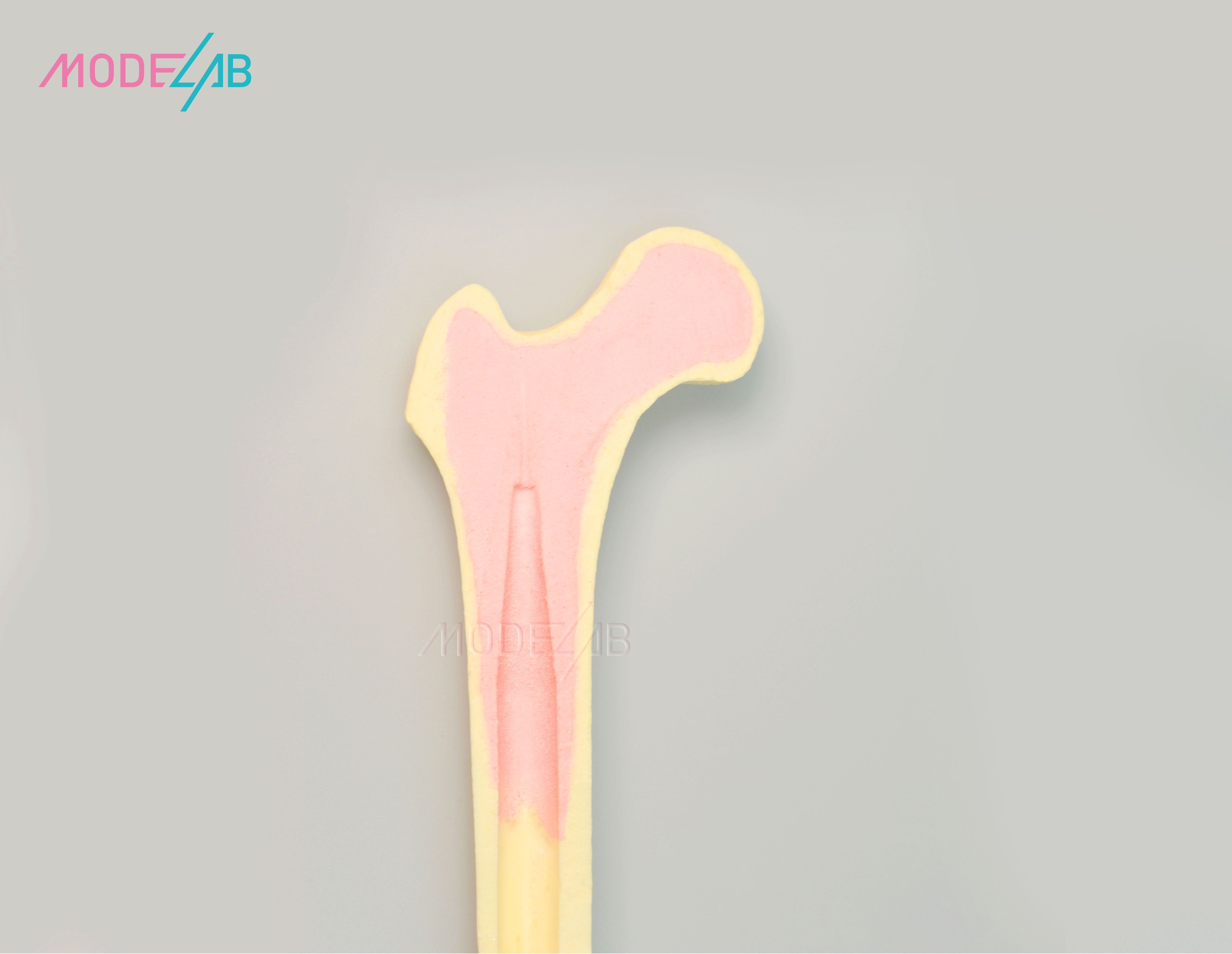 Buy Tibial Practice Bone Model from Modelab Biotechnology Co.,Ltd ...